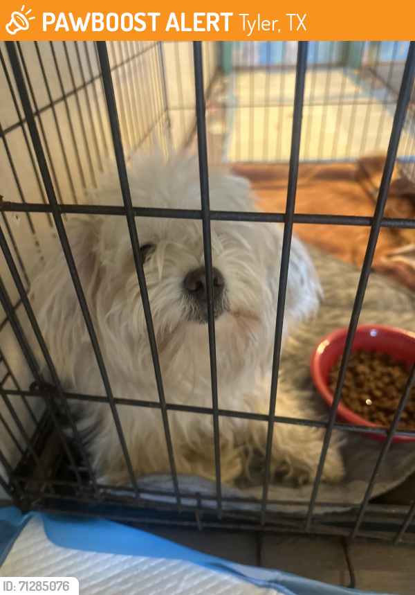 Tyler, TX Stray Female Dog Found Near Candleridge dr | PawBoost