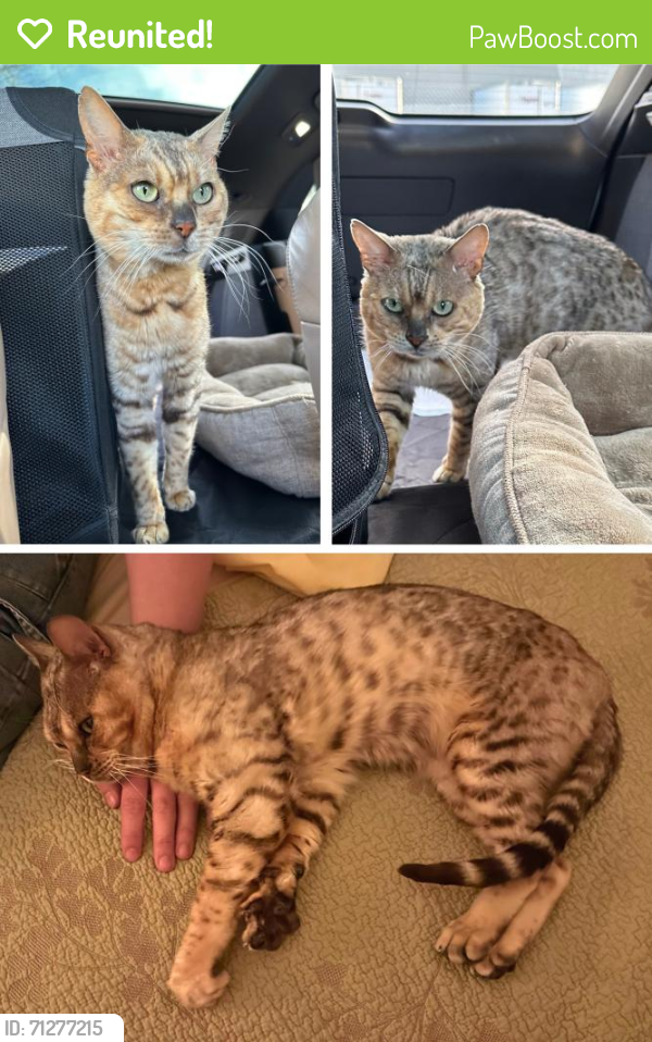 Reunited Male Cat in Oakland, CA 94606 (ID: 71277215) | PawBoost
