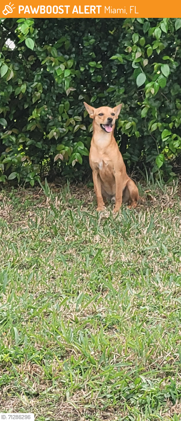 Miami, FL Stray Dog Found Near Larkin hosp | PawBoost