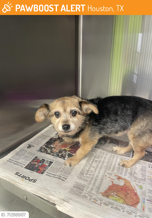 Houston, TX Stray Female Dog Found Near Sprouts Grocery Store | PawBoost