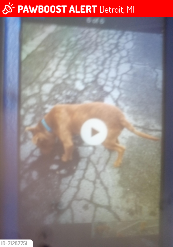 Detroit, MI Lost Male Dog, Tango Is Missing | PawBoost