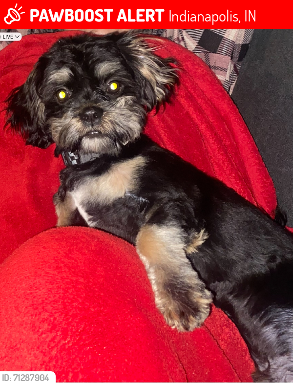 Indianapolis, IN Lost Male Dog, Benito “Tito” Is Missing | PawBoost
