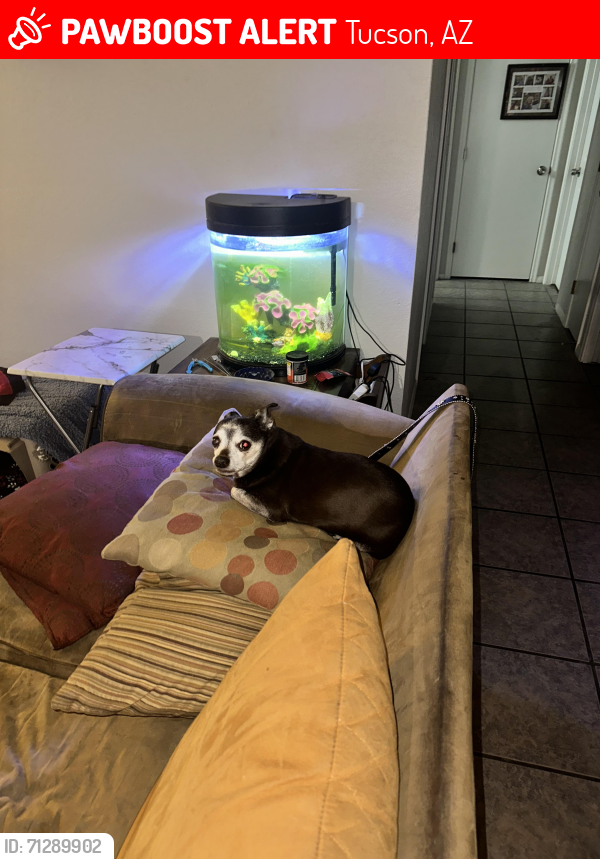Tucson, AZ Lost Male Dog, Paco Is Missing | PawBoost