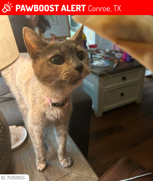 Conroe, TX Lost Female Cat, Cairo Is Missing | PawBoost