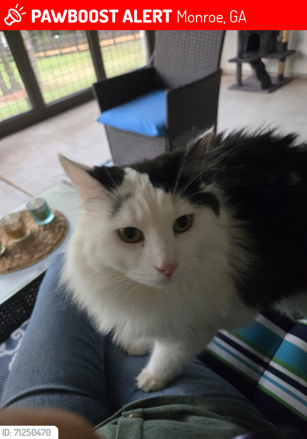 Monroe, GA Lost Female Cat, Tiny Is Missing | PawBoost