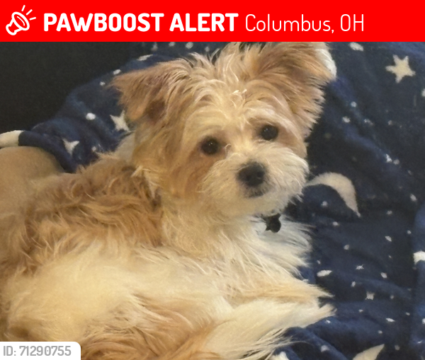 Columbus, OH Lost Male Dog, Toby Is Missing | PawBoost