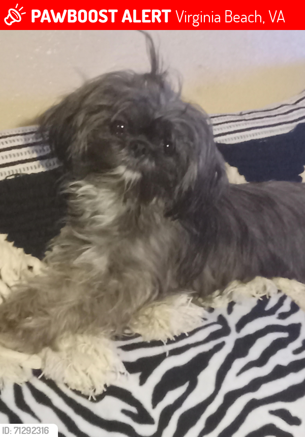 Virginia Beach, VA Lost Female Dog, Ms Millie Is Missing | PawBoost