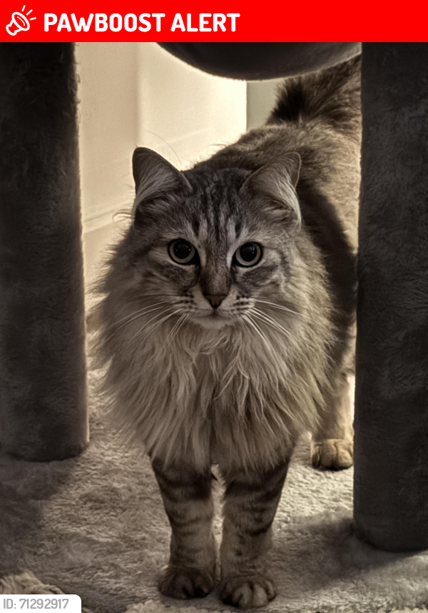 Plymouth, England Lost Male Cat, Nino Is Missing | PawBoost