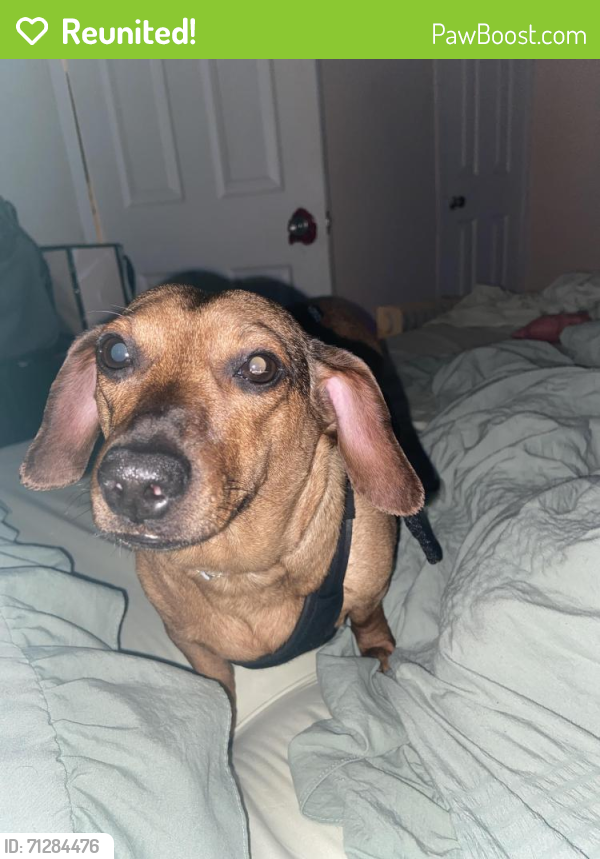 Reunited Female Dog in Wheeling, WV 26003 (ID: 71284476) | PawBoost