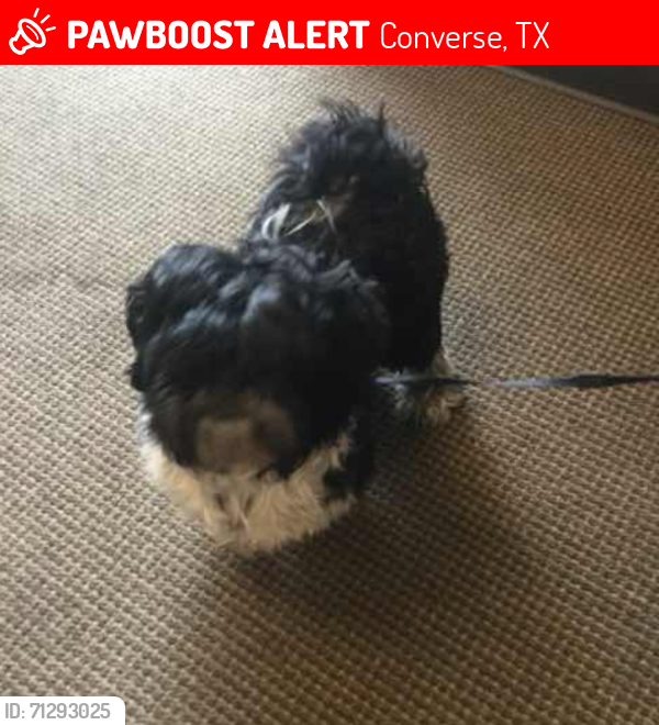 Converse, TX Lost Male Dog, Oreo Is Missing | PawBoost