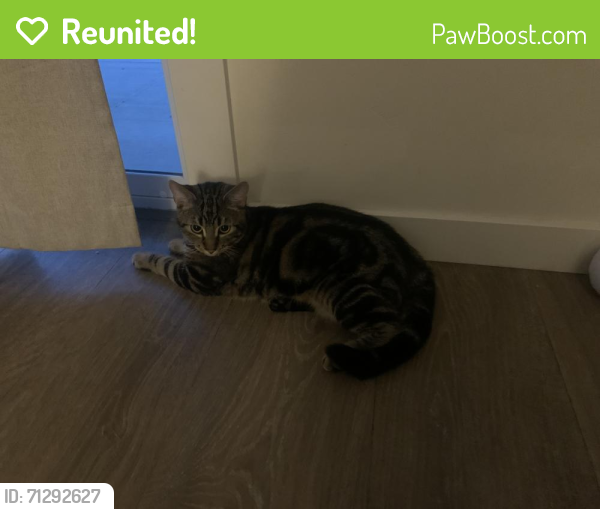 Reunited Male Cat in Meridian, ID 83642 (ID: 71292627) | PawBoost