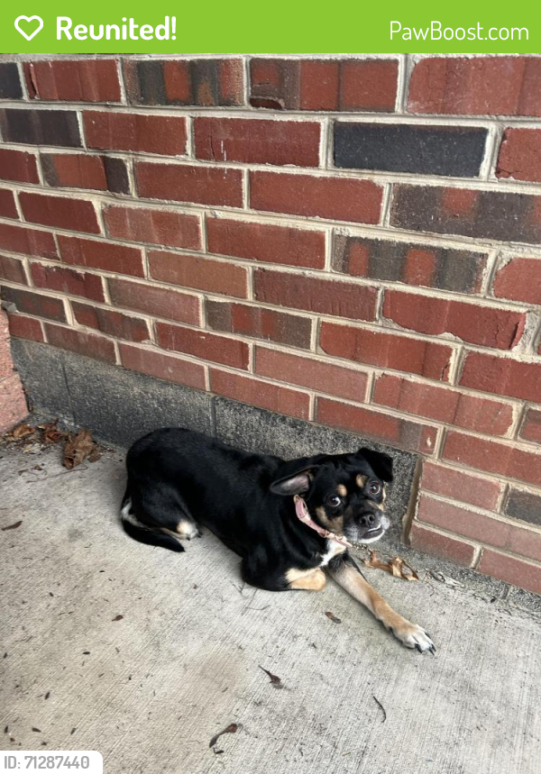 Reunited Female Dog in Milton, PA 17847 (ID: 71287440) | PawBoost