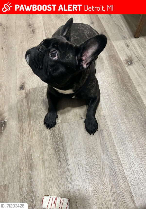 Detroit, MI Lost Male Dog, Kodak Is Missing | PawBoost