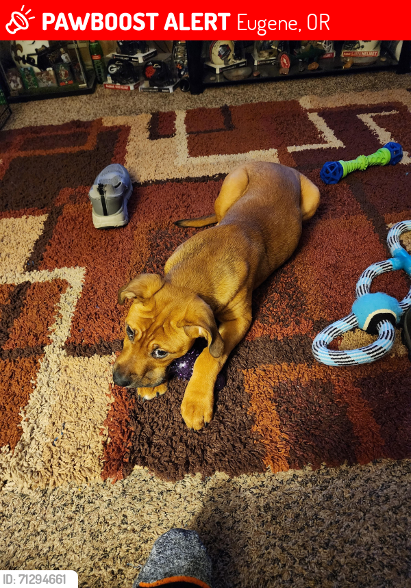 Eugene, OR Lost Female Dog, Bella Is Missing | PawBoost