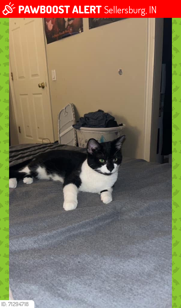 Sellersburg, IN Lost Male Cat, Loki Is Missing | PawBoost