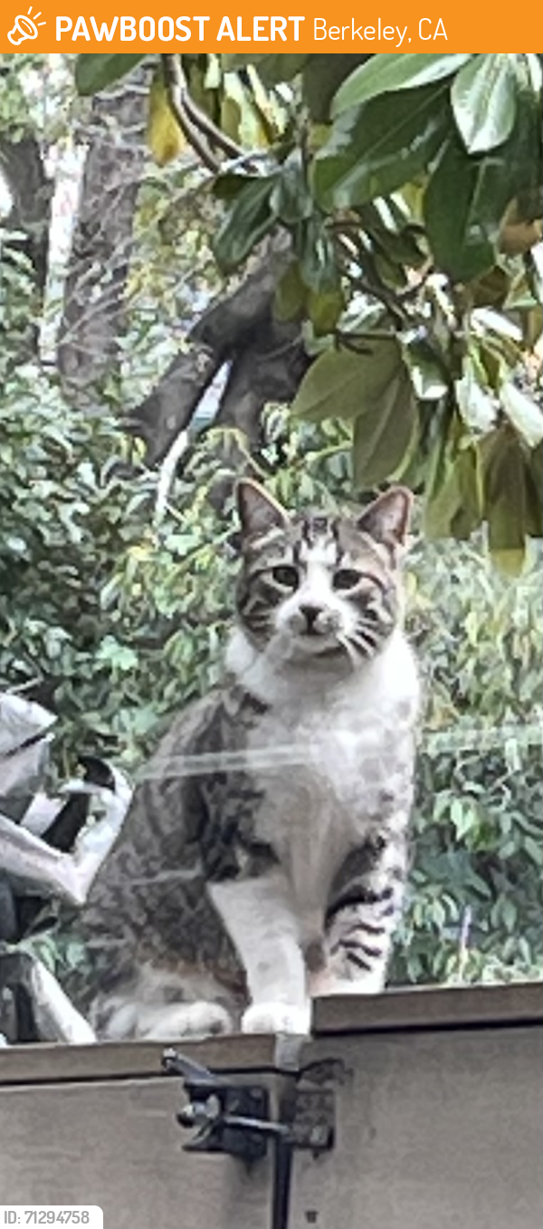 Berkeley, CA Stray Cat Found Near Southampton and San Diego | PawBoost