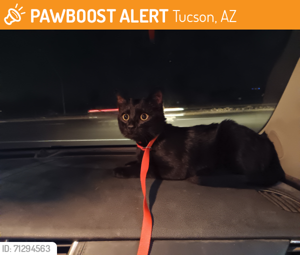 Tucson, AZ Stray Female Cat Found Near Near E Benson Hwy, Tucson, AZ ...
