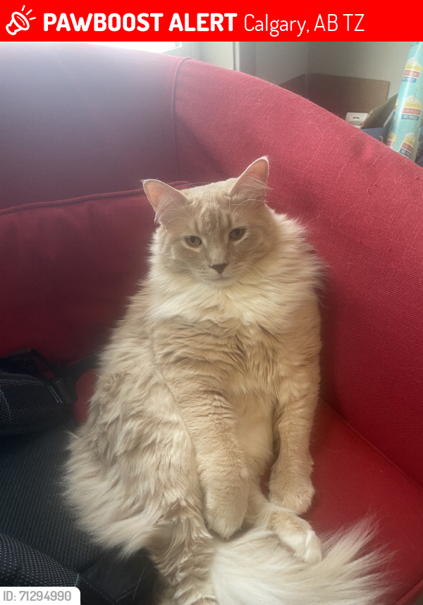Calgary, AB Lost Male Cat, Archie Is Missing | PawBoost