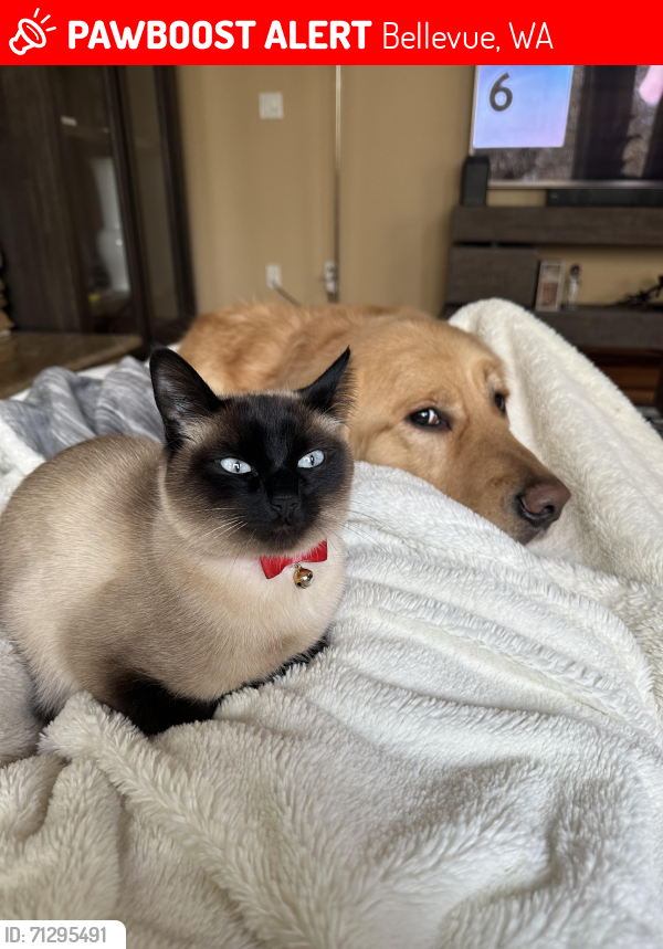 Bellevue, WA Lost Female Cat, Misa Is Missing | PawBoost