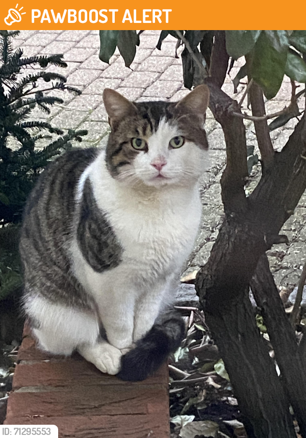 Greater London, England Stray Cat Found Near College Rd near Sydenham ...