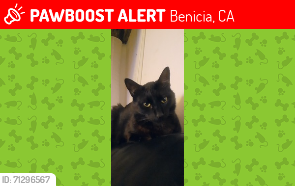 Benicia, CA Lost Male Cat, Jack Ryan Is Missing | PawBoost