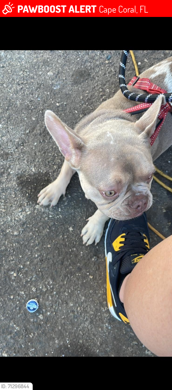 Cape Coral, FL Lost Female Dog, Kira Is Missing | PawBoost