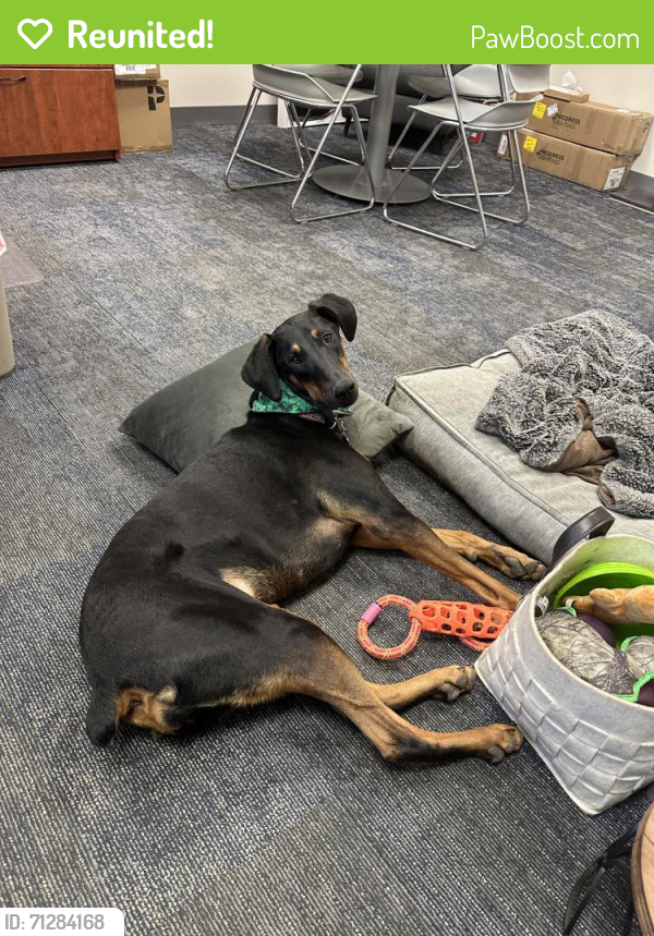 Reunited Female Dog in Richmond, VA 23221 (ID: 71284168) | PawBoost