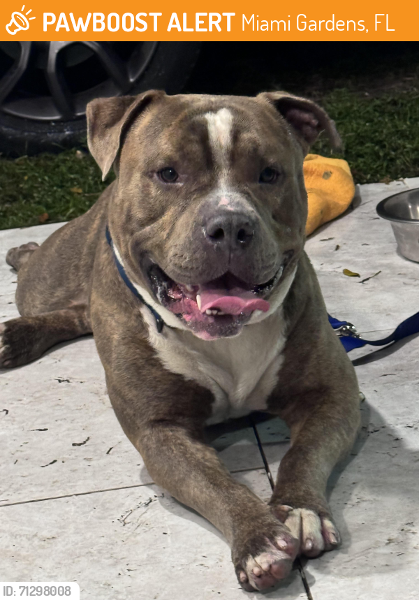 Miami Gardens, FL Stray Male Dog Found Near Service Rd | PawBoost