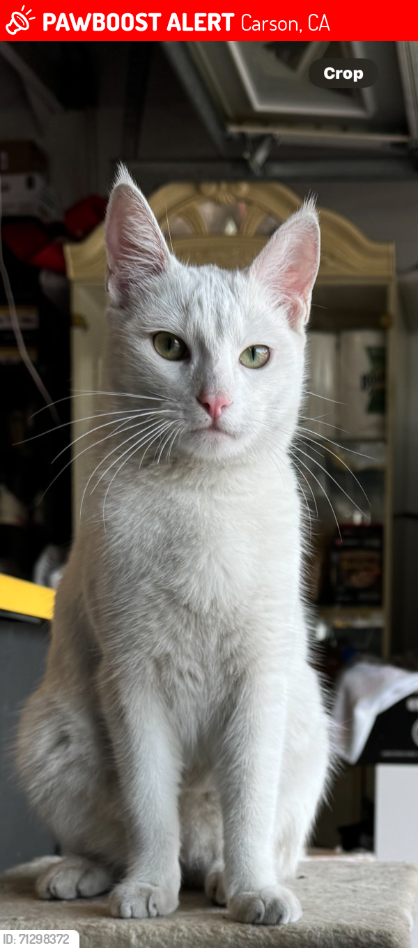 Carson, CA Lost Female Cat, Pudding Is Missing | PawBoost