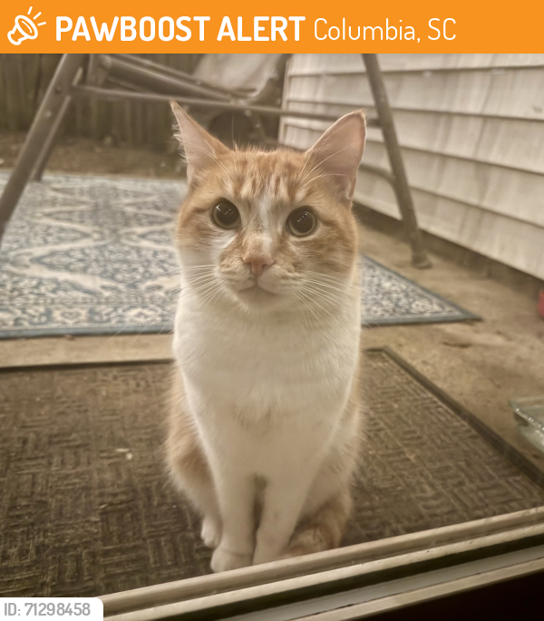 Columbia, SC Stray Cat Found Near Garners Ferry and Hazelwood | PawBoost