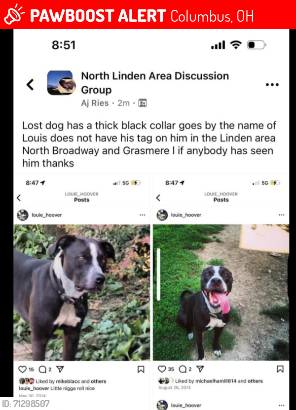 Columbus, OH Lost Male Dog, Louis Is Missing | PawBoost