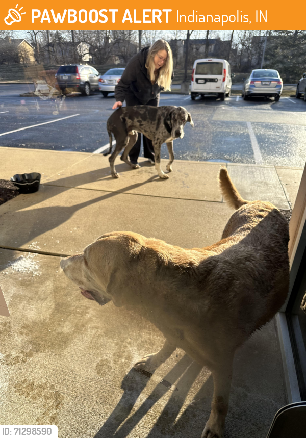 Indianapolis, IN Stray Male Dog Found Near Near & Corporate | PawBoost