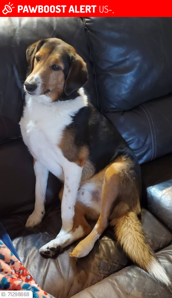 Lost Male Dog, Ryder Is Missing | PawBoost