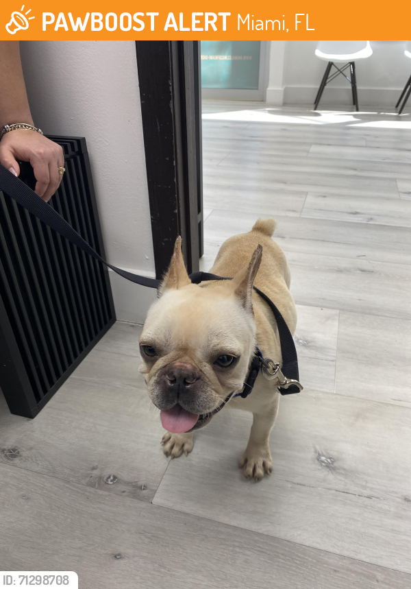 Miami, FL Stray Female Dog Found Near Near st Ludlum | PawBoost