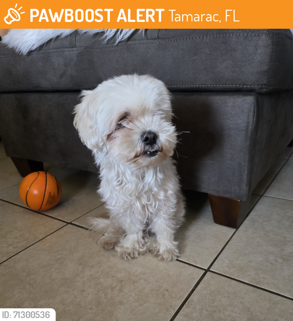 Tamarac, FL Stray Female Dog Found Near Nw 81st CT Tamarac | PawBoost