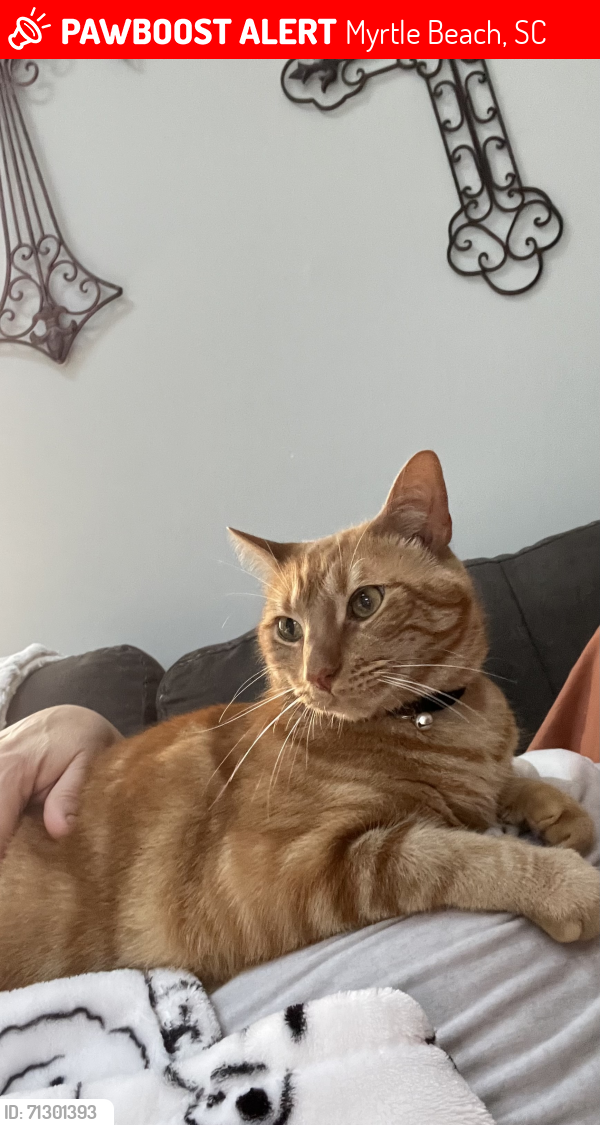 Myrtle Beach, SC Lost Male Cat, Puppycat Is Missing | PawBoost