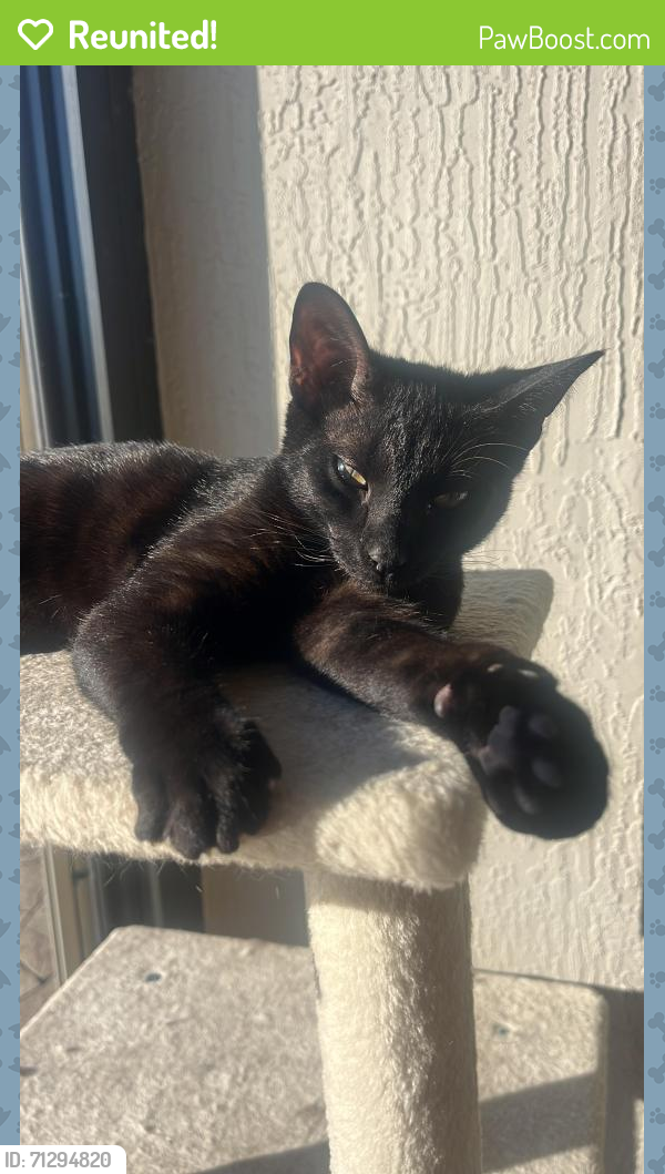 Reunited Male Cat in Jensen Beach, FL 34957 (ID: 71294820) | PawBoost