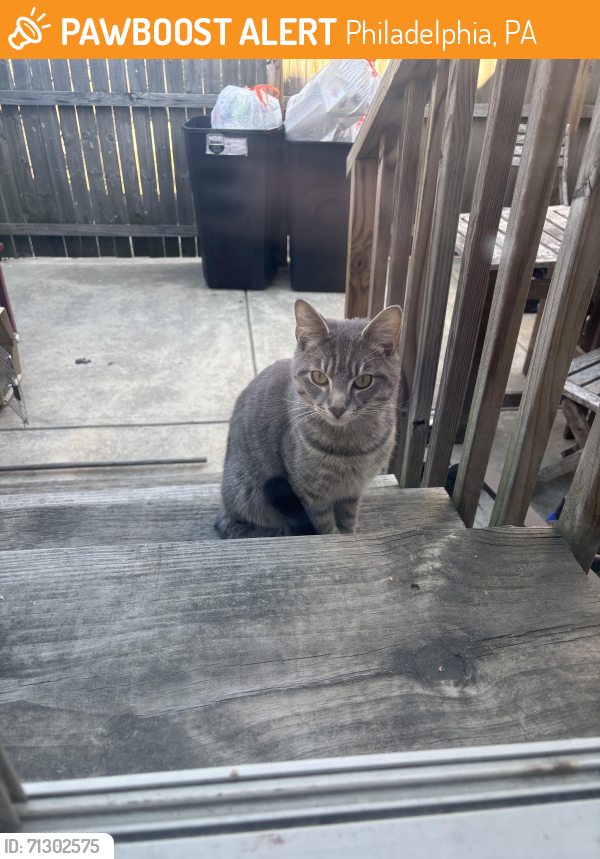 Philadelphia, PA Stray Cat Found Near Huntingdon & Braddock Streets ...