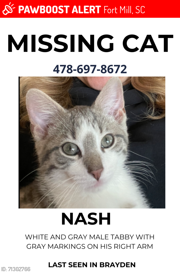 Fort Mill, SC Lost Male Cat, Nash Is Missing | PawBoost