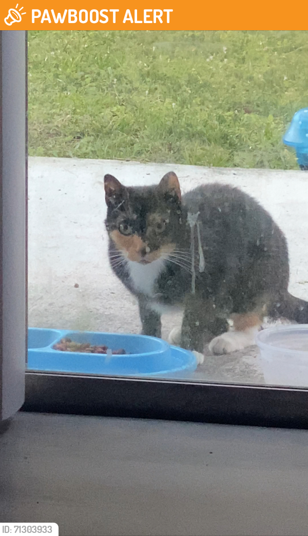 West Palm Beach, FL Stray Cat Found Near Victoria woods | PawBoost