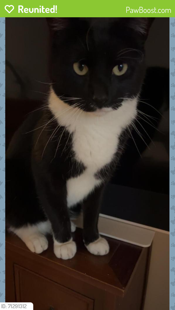 Reunited Male Cat in Portsmouth, England PO4 8AJ (ID: 71291312) | PawBoost