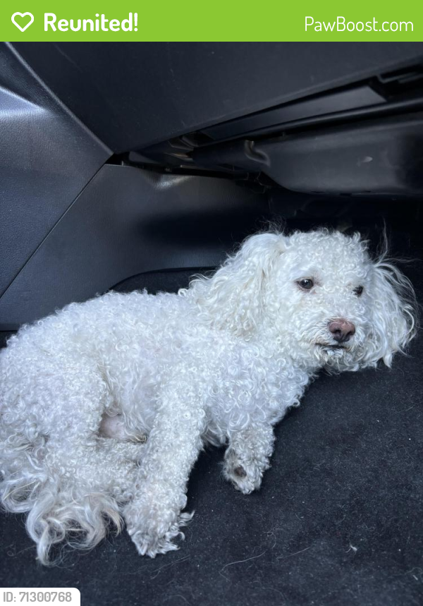 Reunited Dog in Henderson, NV 89012 (ID: 71300768) | PawBoost