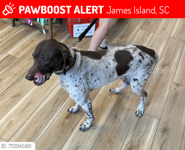 James Island, SC Lost Male Dog, Ripley Is Missing | PawBoost