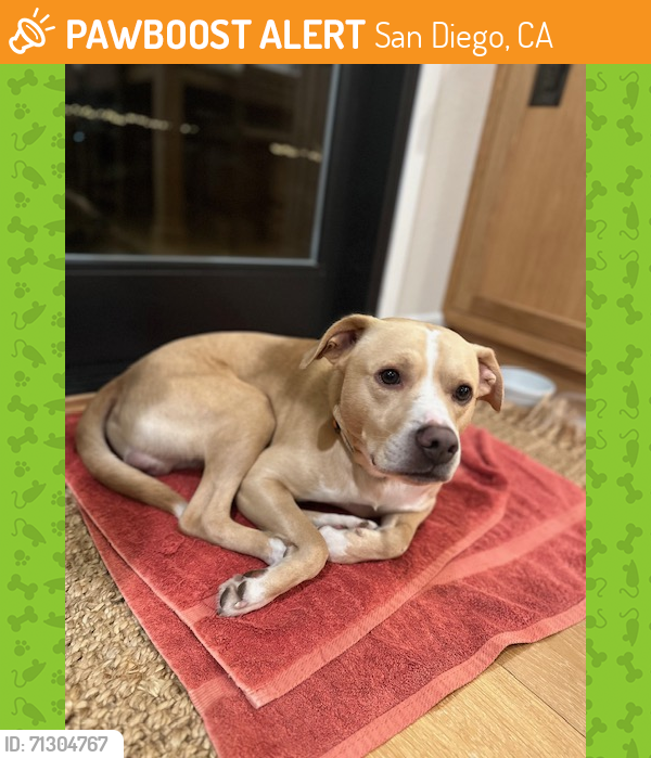 San Diego, CA Stray Male Dog Found Near Vons | PawBoost
