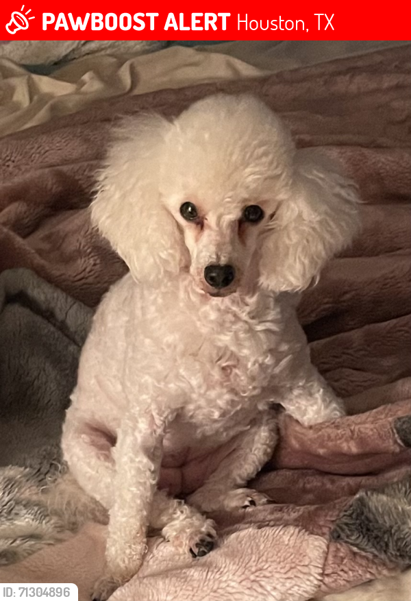 Houston, TX Lost Female Dog, Belle Is Missing | PawBoost