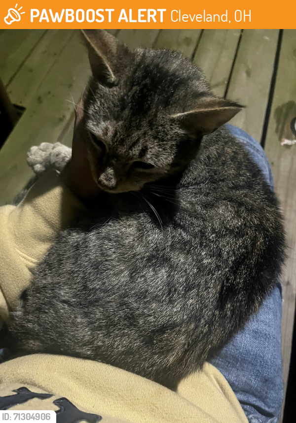 Cleveland, OH Stray Cat Found Near case western reserve university ...