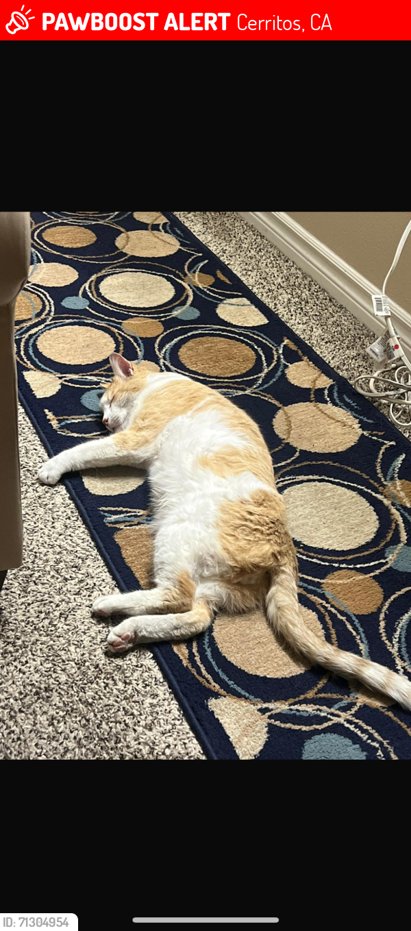 Cerritos, CA Lost Female Cat, Ginger Is Missing | PawBoost