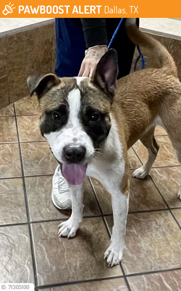 Dallas, TX Stray Male Dog Found Near Mockingbird Lane and Fisher Road ...