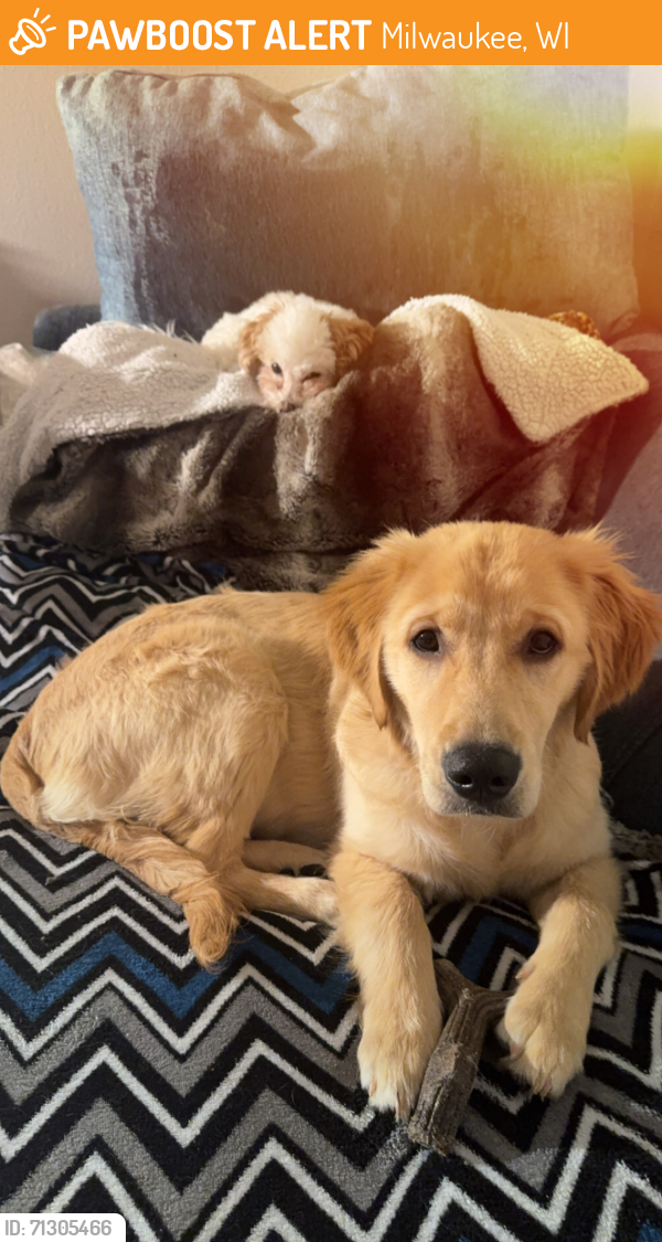 Milwaukee, WI Stray Male Dog Found Near 30th and grange | PawBoost