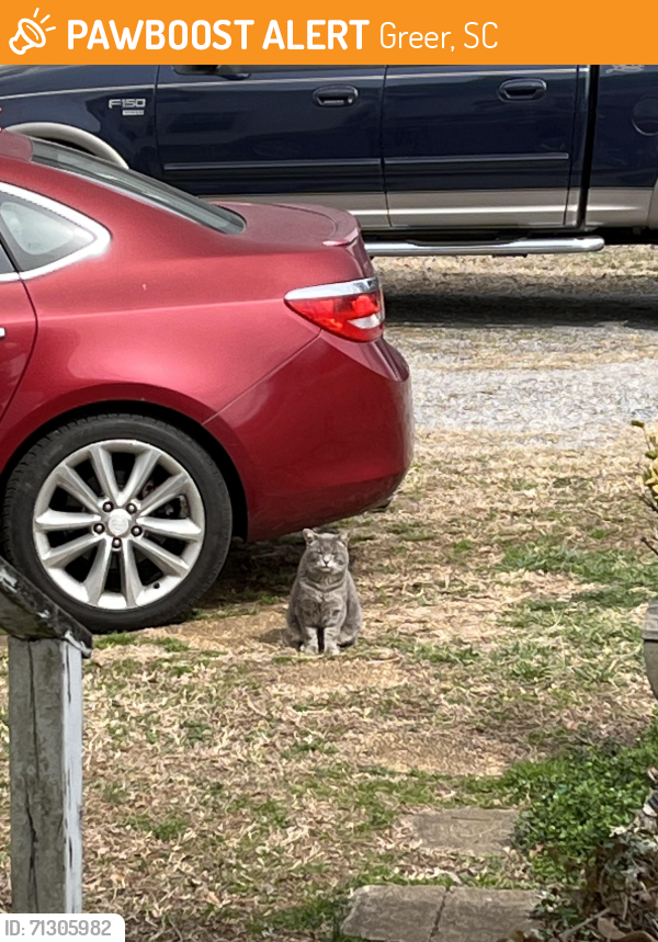 Greer, SC Stray Cat Found Near Church Street | PawBoost